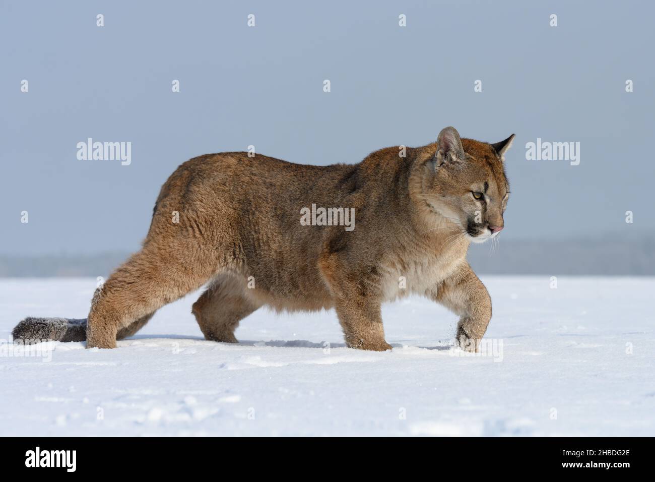 Male puma hi-res stock photography and images - Alamy