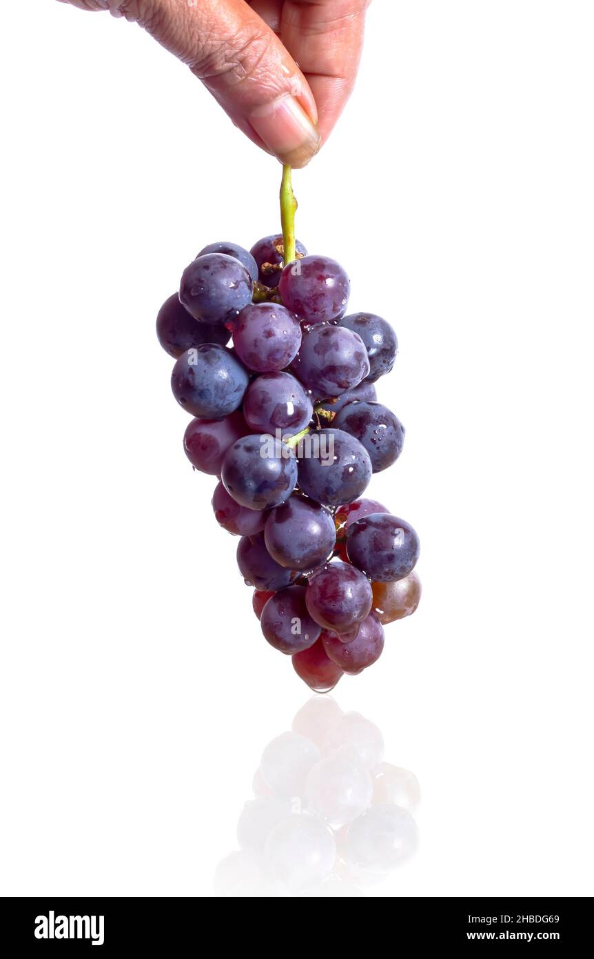 tasty grapes in hand on an isolated white background Stock Photo - Alamy