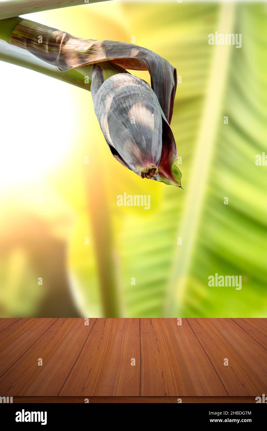Empty banana leaf hi-res stock photography and images - Alamy