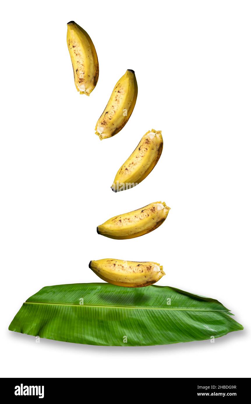 fresh ripe bananas falling on top of isolated banana leaves on a white ...