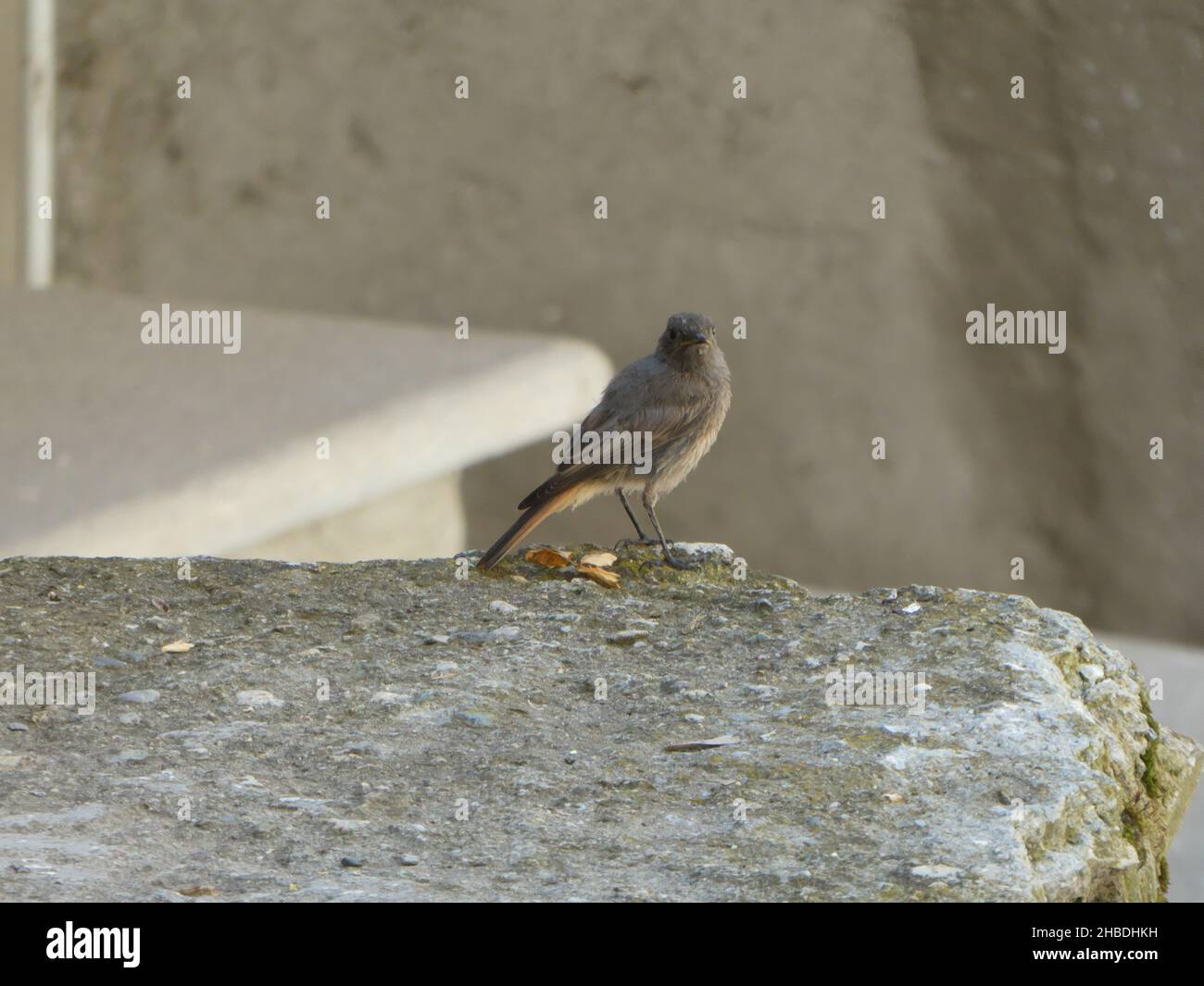 Little bird on stone Stock Photo - Alamy