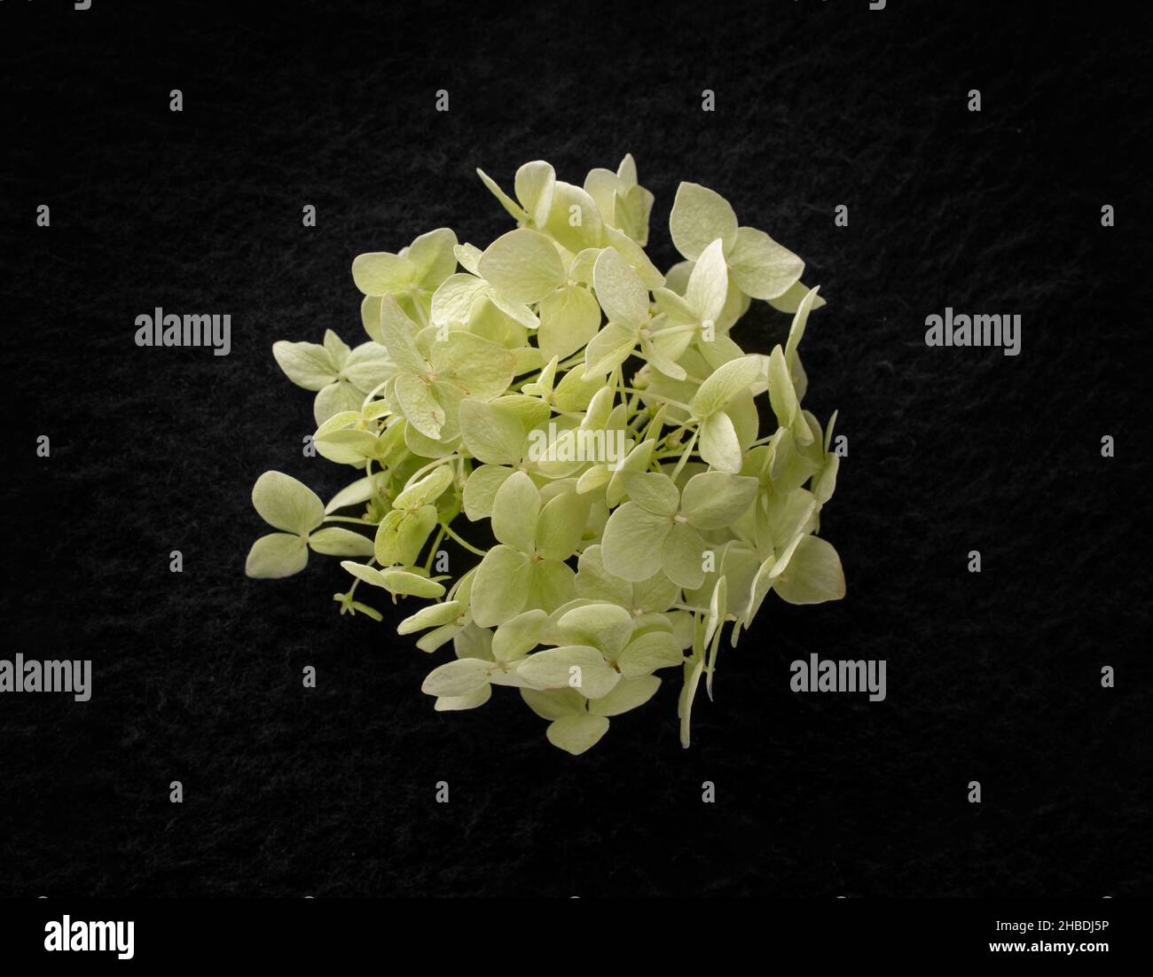 Delicate flower on black background. View above Stock Photo - Alamy
