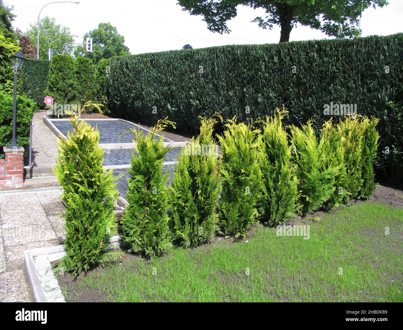 Row of thujas hi-res stock photography and images - Alamy