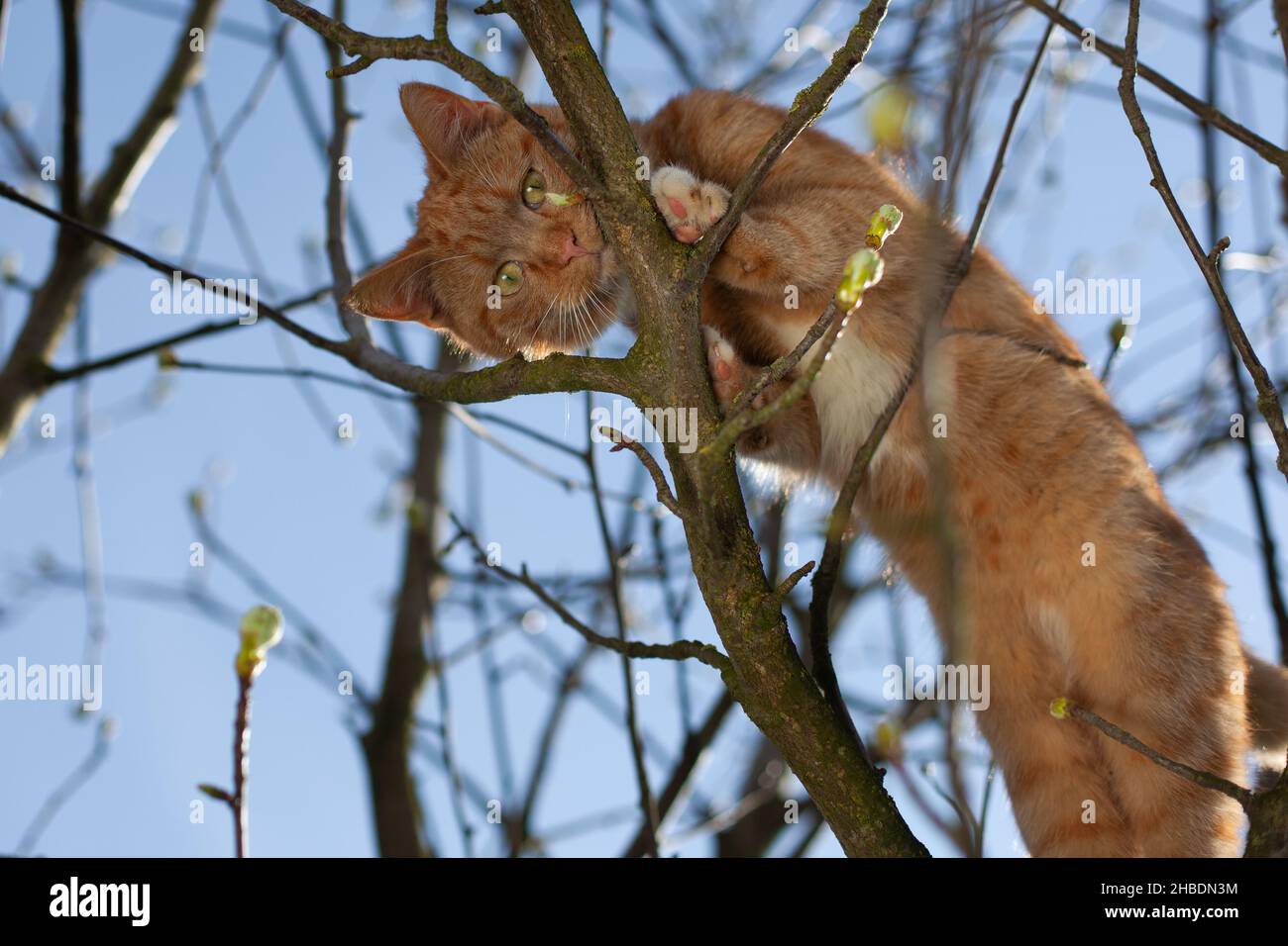 Firefighter cat tree hi-res stock photography and images - Alamy
