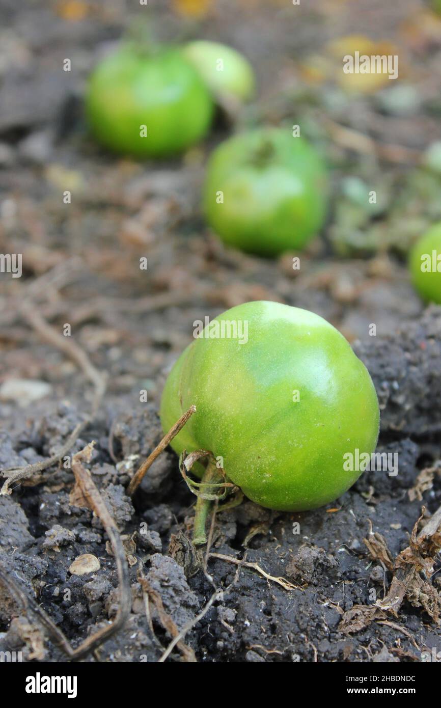 Green tomatoes rolling around on the ground of the garden Stock Photo ...