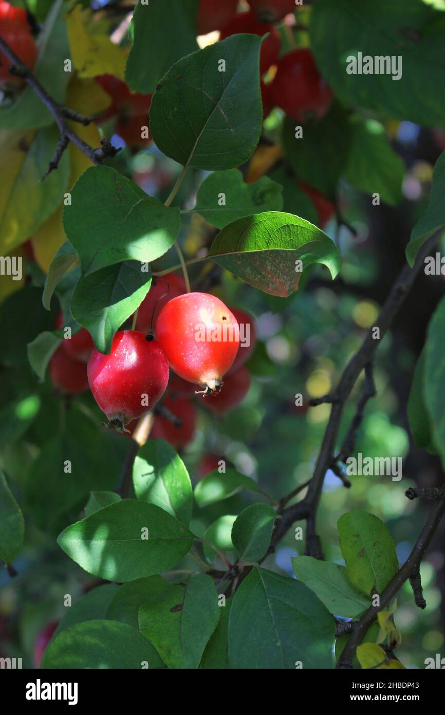 Bright red crab apples growing on the fruit tree Stock Photo - Alamy