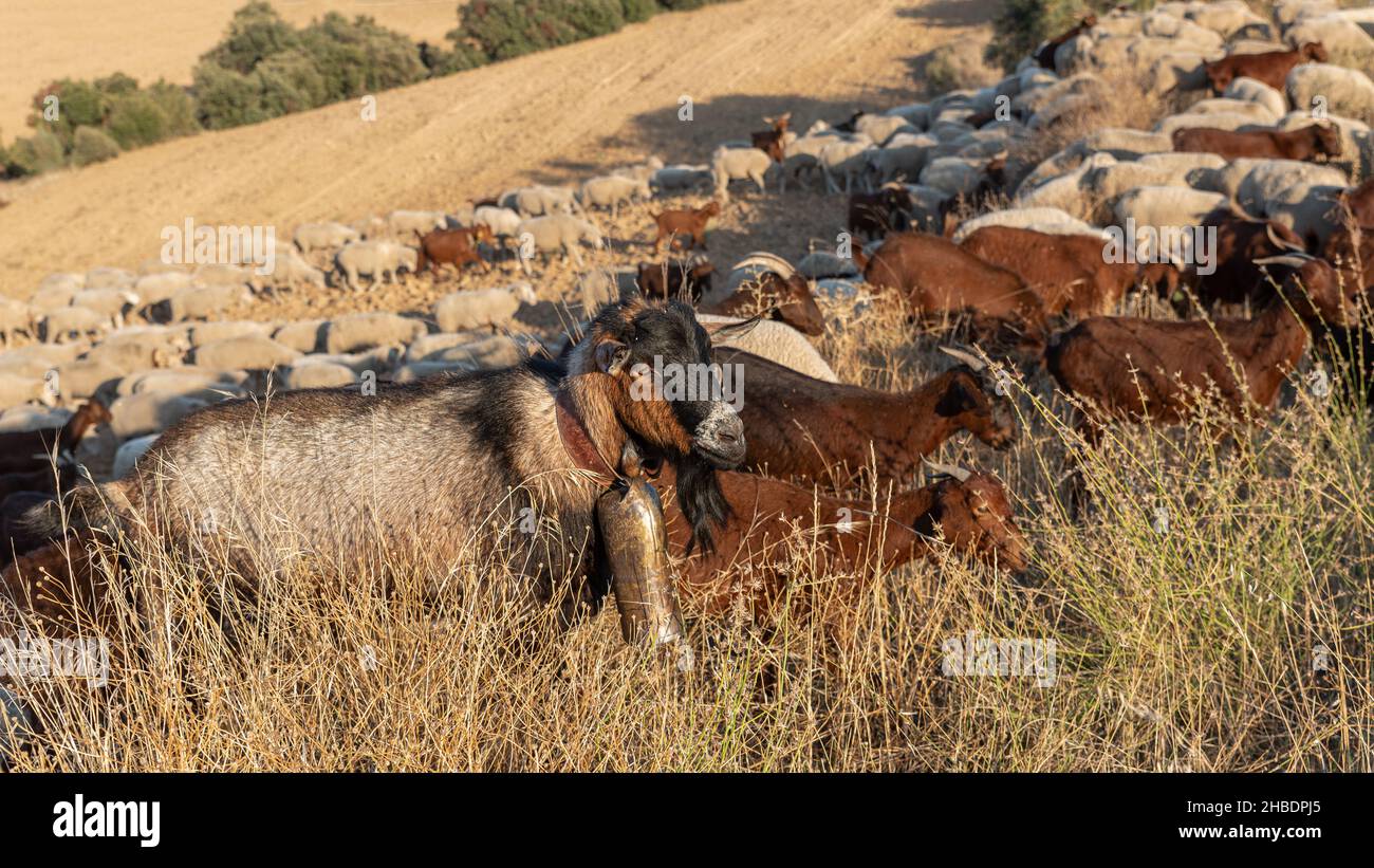 Flock sheep goats grazing in hi-res stock photography and images - Alamy