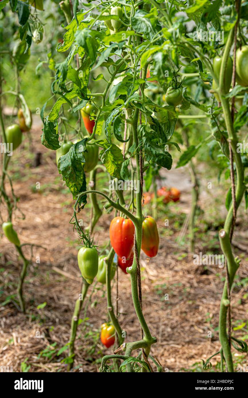 Coloured pepper plants in an urban vegetable garden, health concept ...