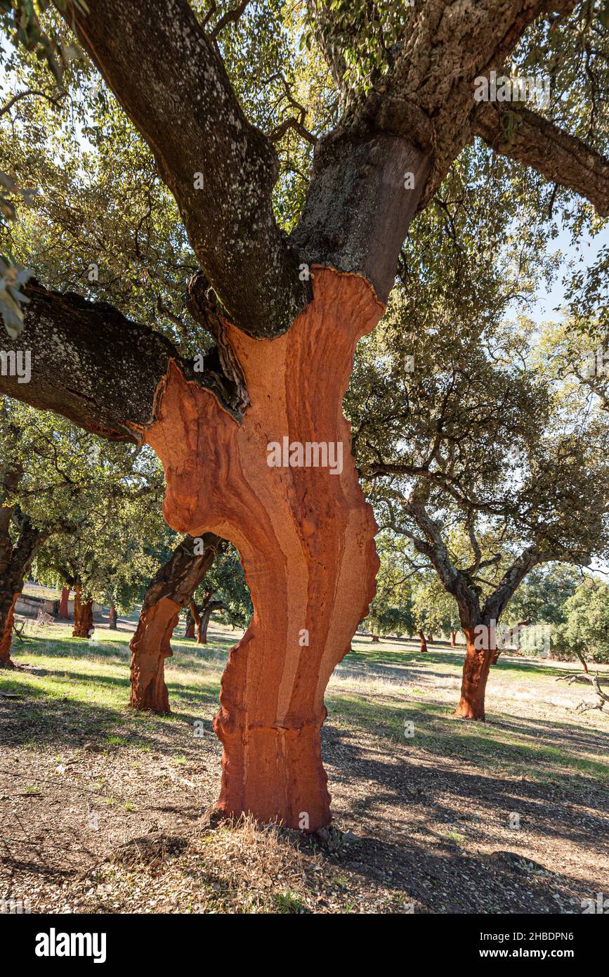 Photograph of cork (Quercus Suber) in Spain. The bark is harvested to ...
