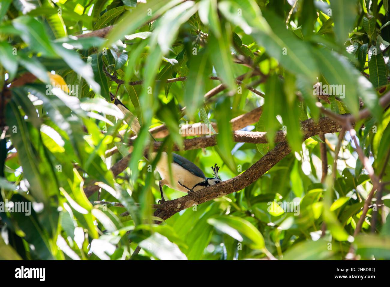Black, blue and white bird in a tree, in the rain forest in Cost Rica ...