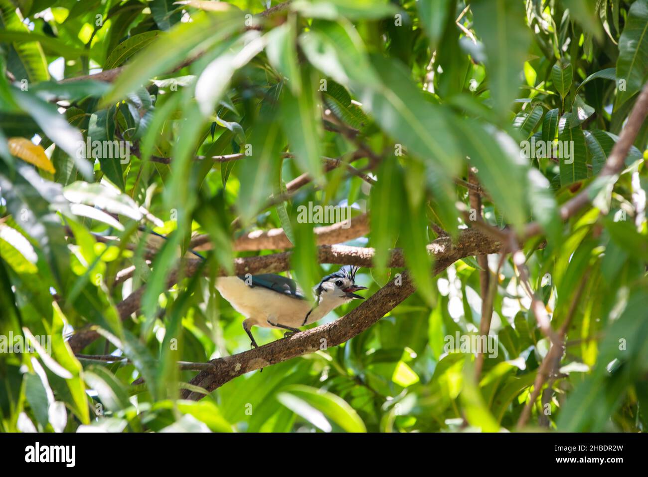 Black, blue and white bird in a tree, in the rain forest in Cost Rica ...