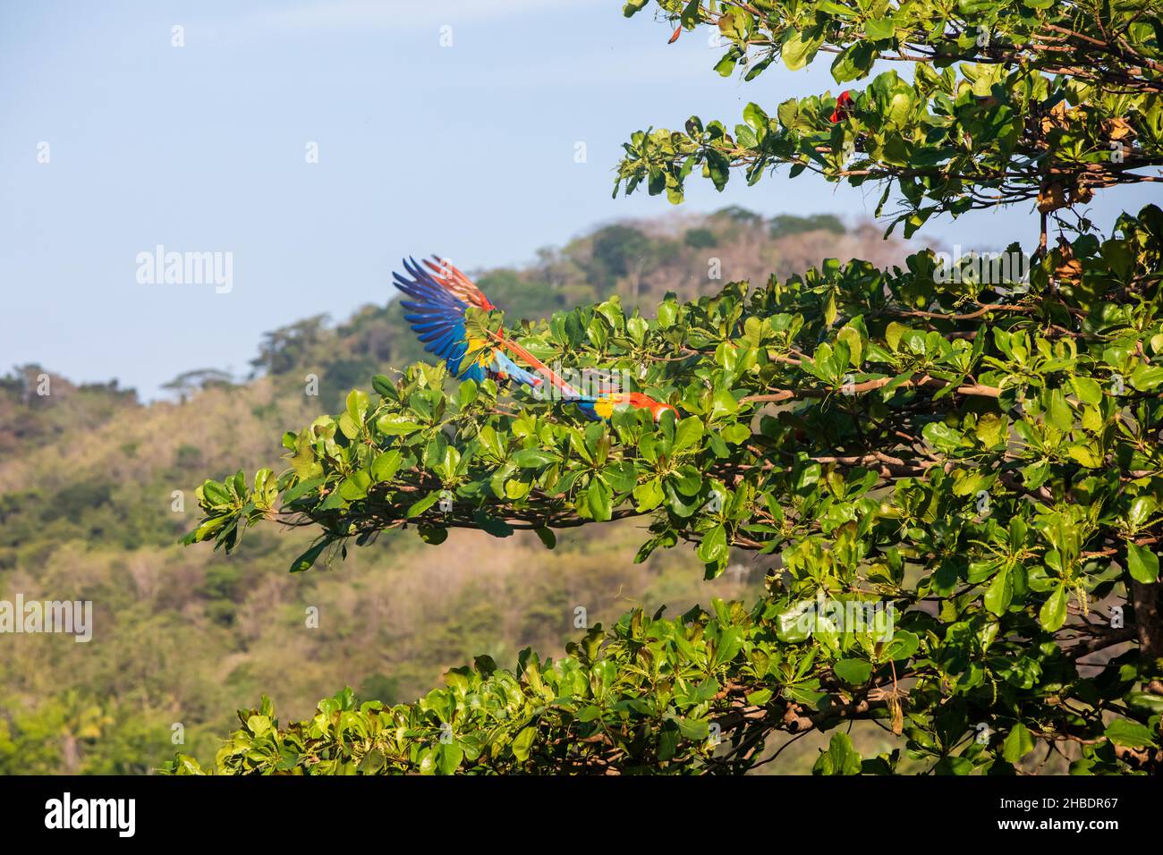 Scarlet macaws (Ara macao) large red, yellow, and blue Central and ...