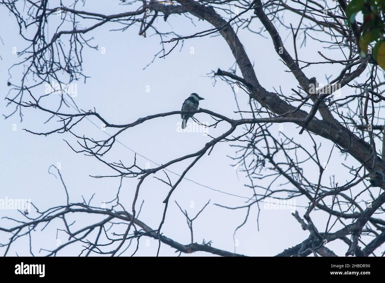 Black and white bird in a tree, in the rain forest in Cost Rica Stock ...