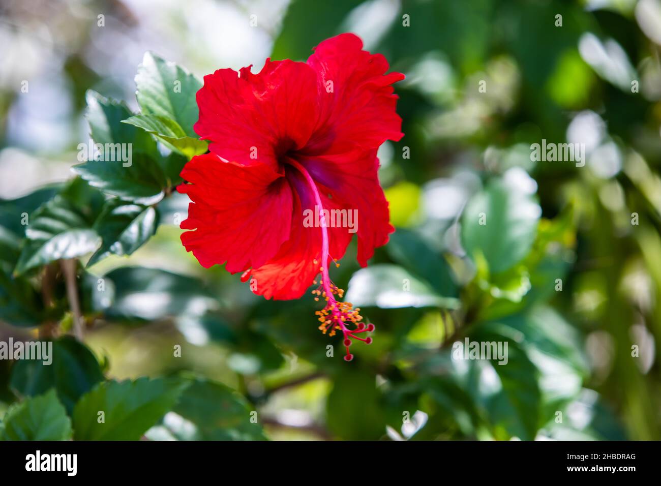 Close-up of Red Hibiscus rosa-sinensis flower over lush green ...