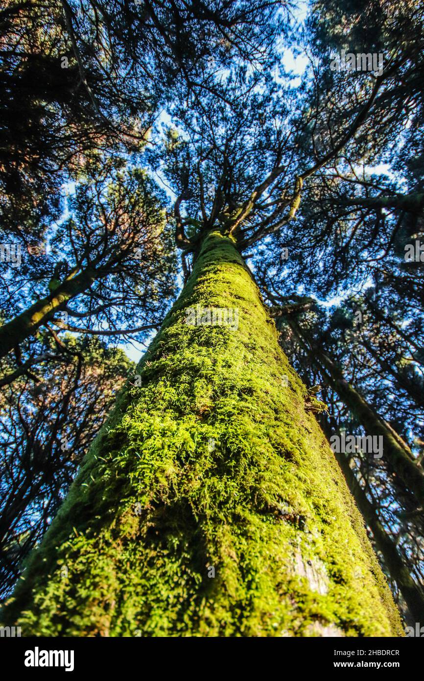 Forest bottom view in the autumn. Tree covered with moss Stock Photo ...