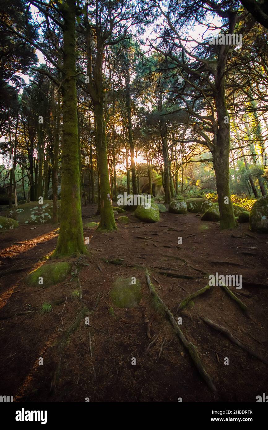 Moss rocks trees hi-res stock photography and images - Alamy