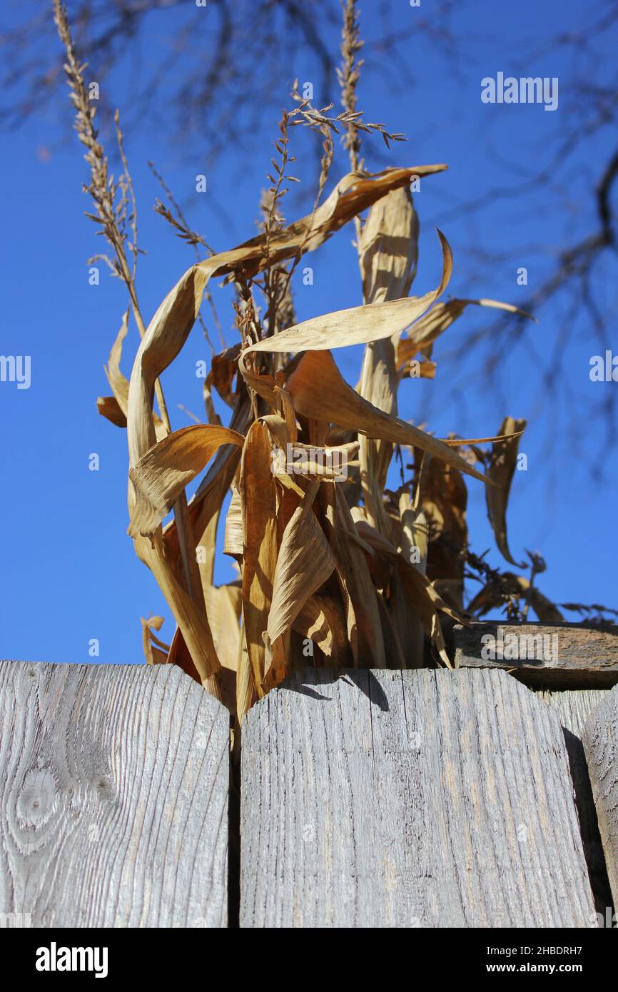 Corn Stalk Decoration High Resolution Stock Photography and Images - Alamy