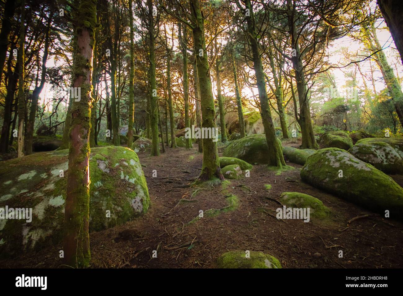 Moss rocks trees hi-res stock photography and images - Alamy