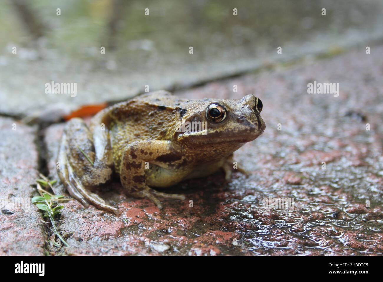 Frog in rainy weather Stock Photo - Alamy