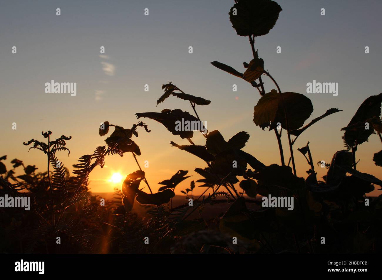 Behind plants hi-res stock photography and images - Alamy