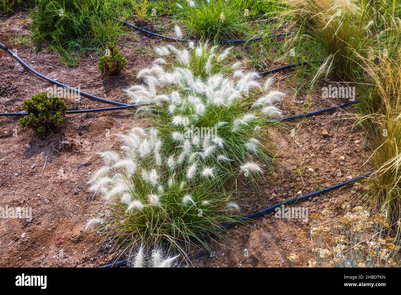 Gorgeous tropical green plant with light crown. Greece nature ...