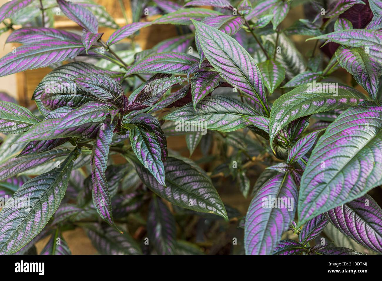 Close up top view of Strobilanthes auriculatus dyeriana Persian shield ...