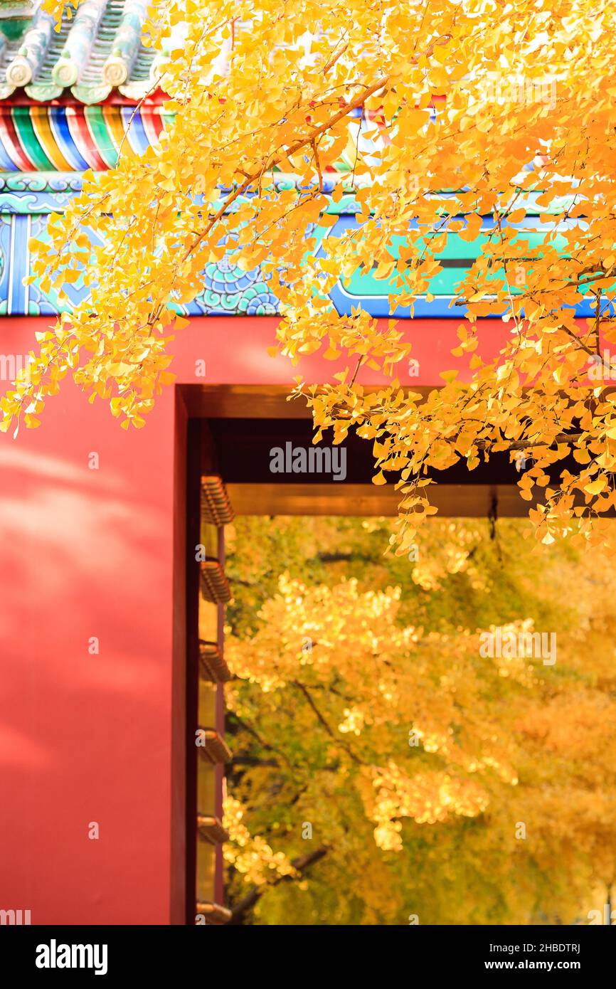 Beijing autumn ditan park view beautiful fall Stock Photo - Alamy
