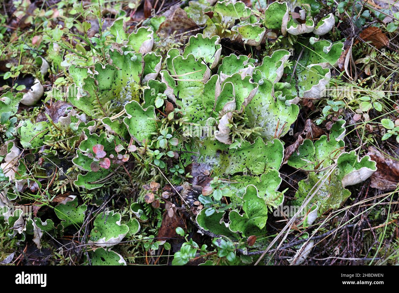 Peltigera aphthosa, known as dog lichen, leafy lichen, felt lichen, and ...