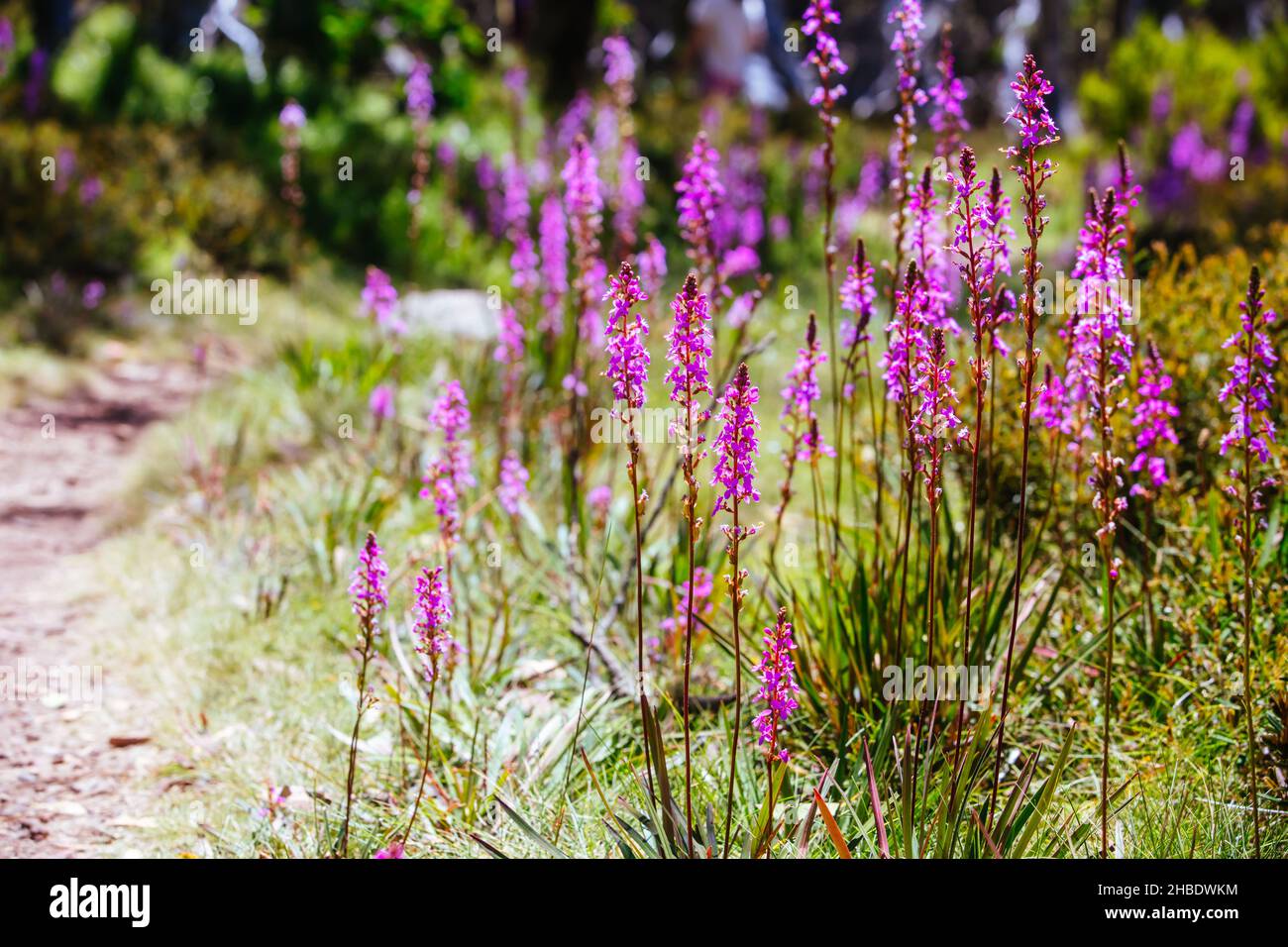 Mount Buller Flora in Summer in Australia Stock Photo - Alamy