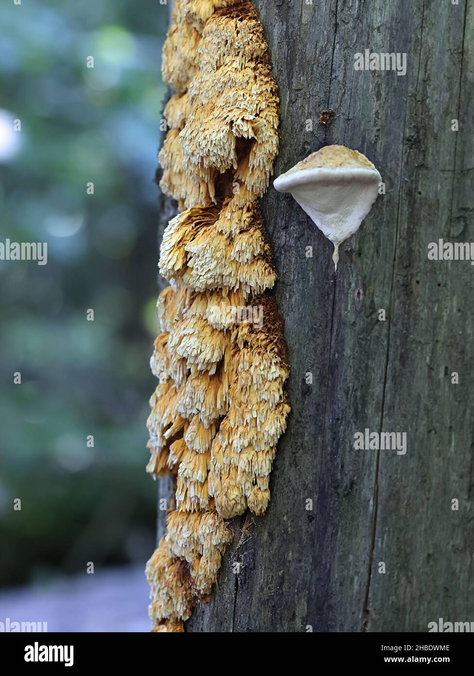Pycnoporellus alboluteus, commonly known as the orange sponge polypore ...