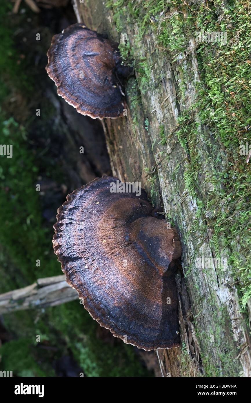 Ischnoderma benzoinum, known as Benzoin bracket fungus, wild polypore ...