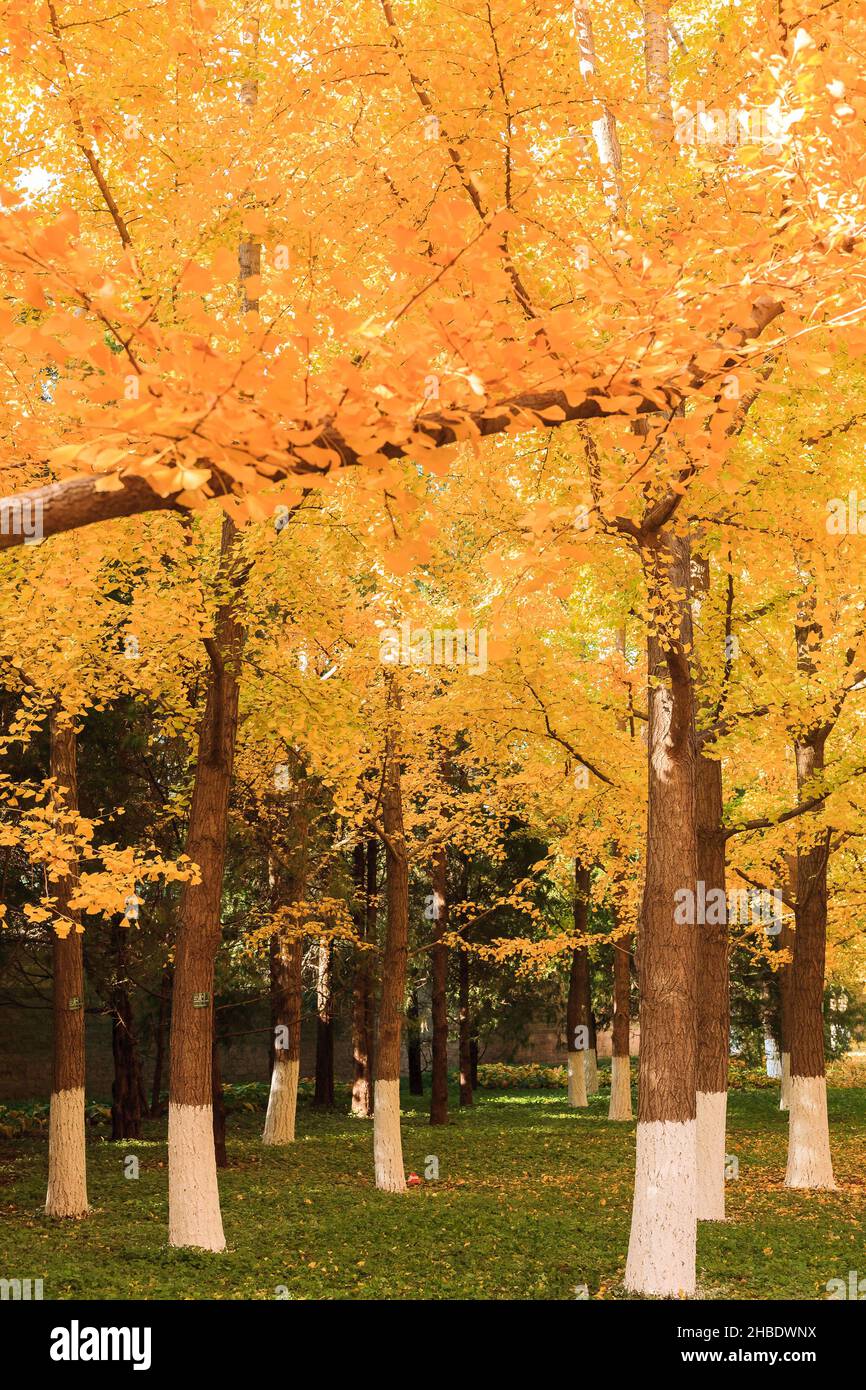Beijing autumn ditan park view beautiful fall Stock Photo - Alamy