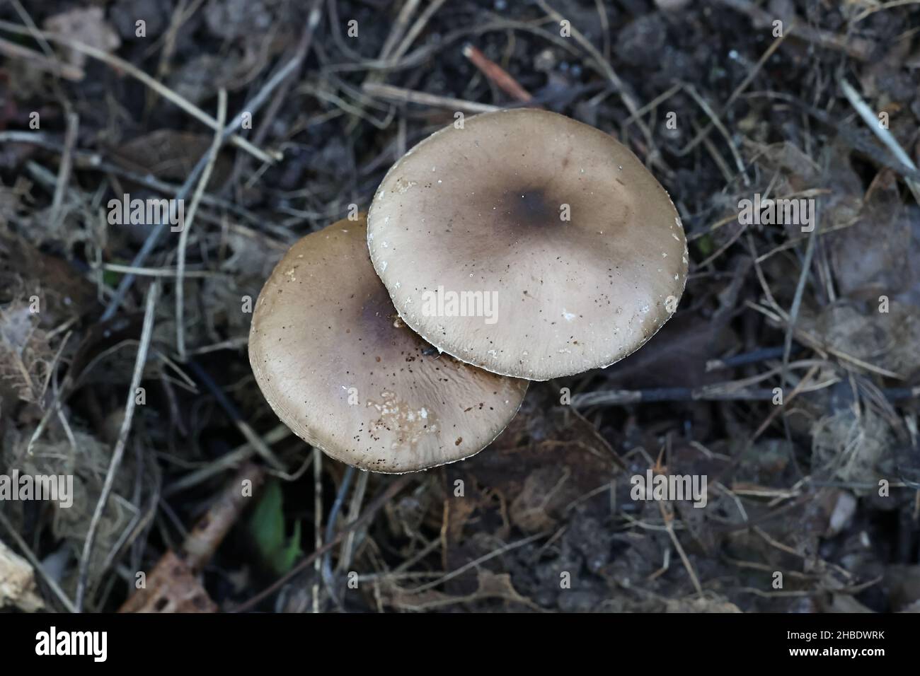Cyclocybe erebia hi-res stock photography and images - Alamy