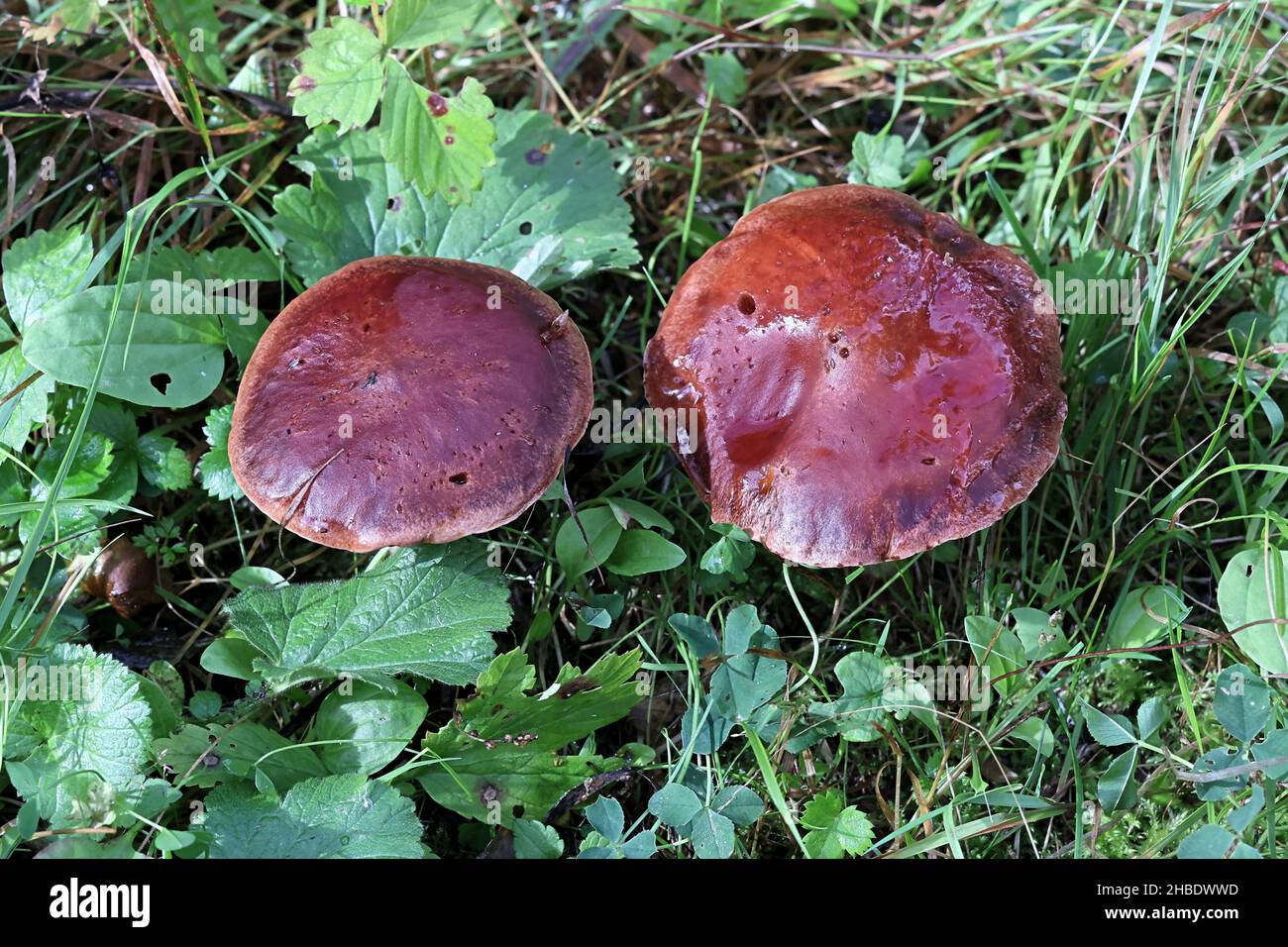 Suillus clintonianus, known as larch suillus or larch bolete, wild ...