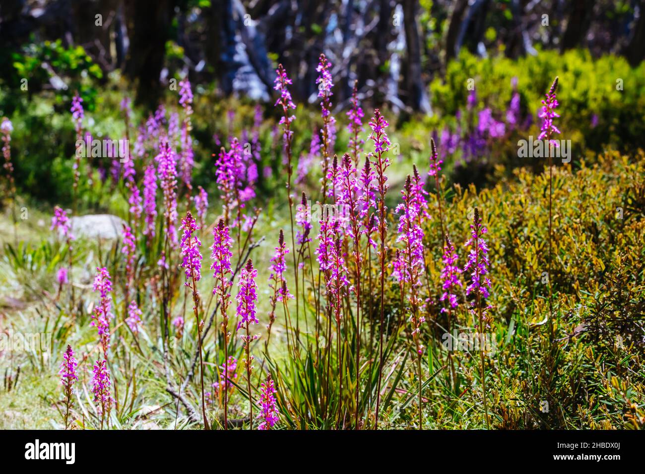 Mount Buller Flora in Summer in Australia Stock Photo - Alamy