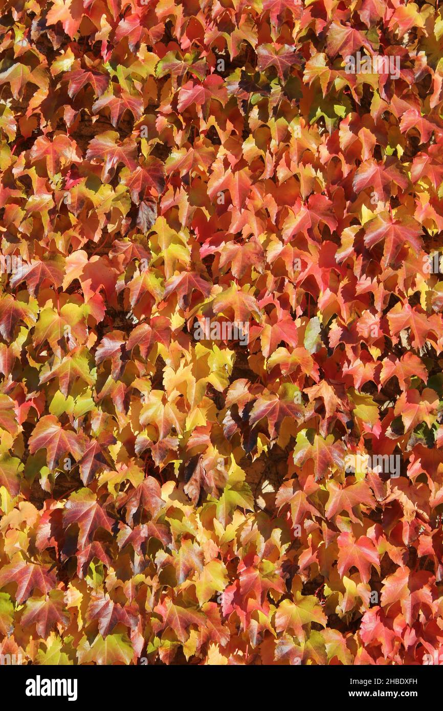 Gorgeous red vine climbing up the brick wall on a beautiful autumn day ...