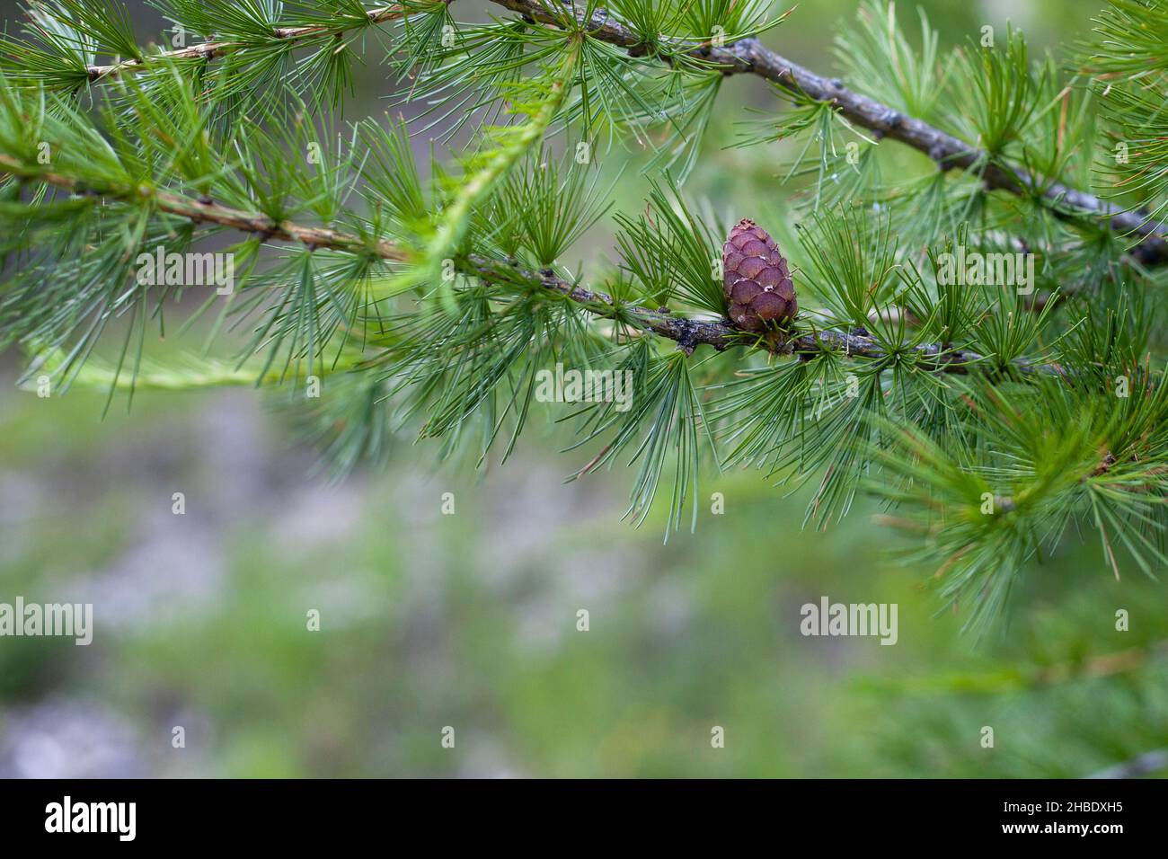 small pine cone growing on a tree in a forest Stock Photo - Alamy