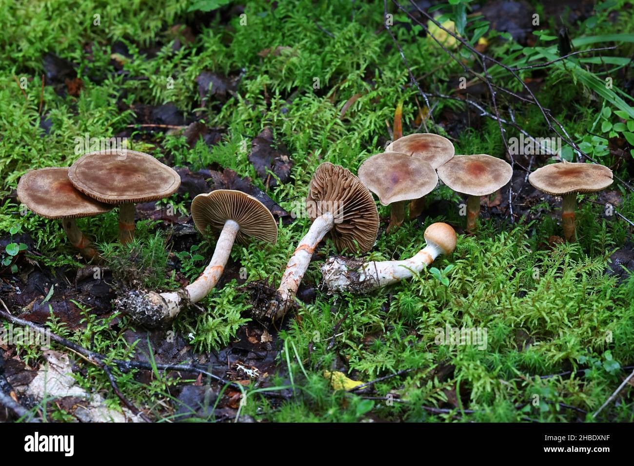Cortinarius armillatus, known as the red-banded cortinarius, wild ...
