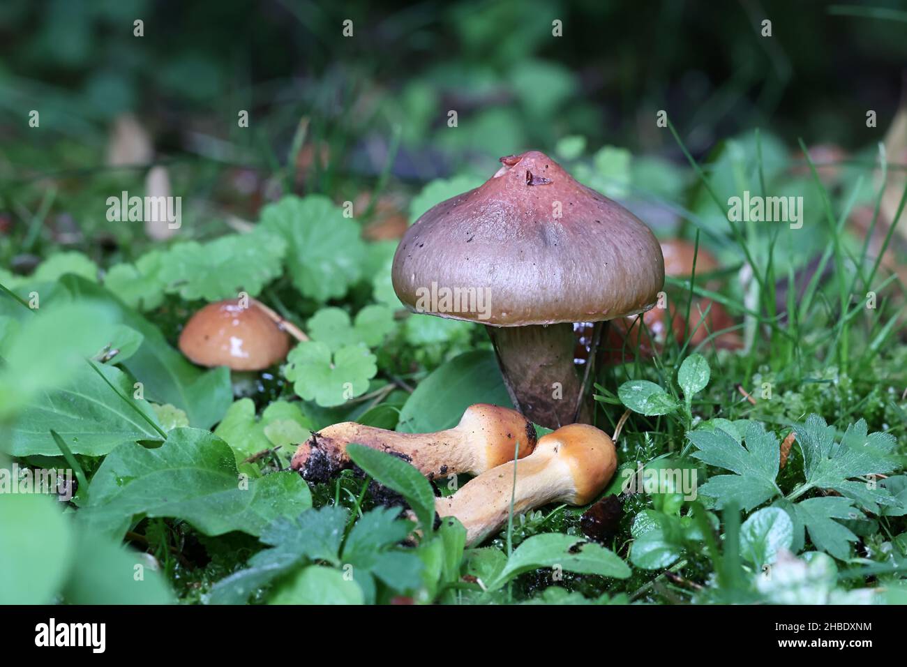 Chroogomphus purpurascens hi-res stock photography and images - Alamy