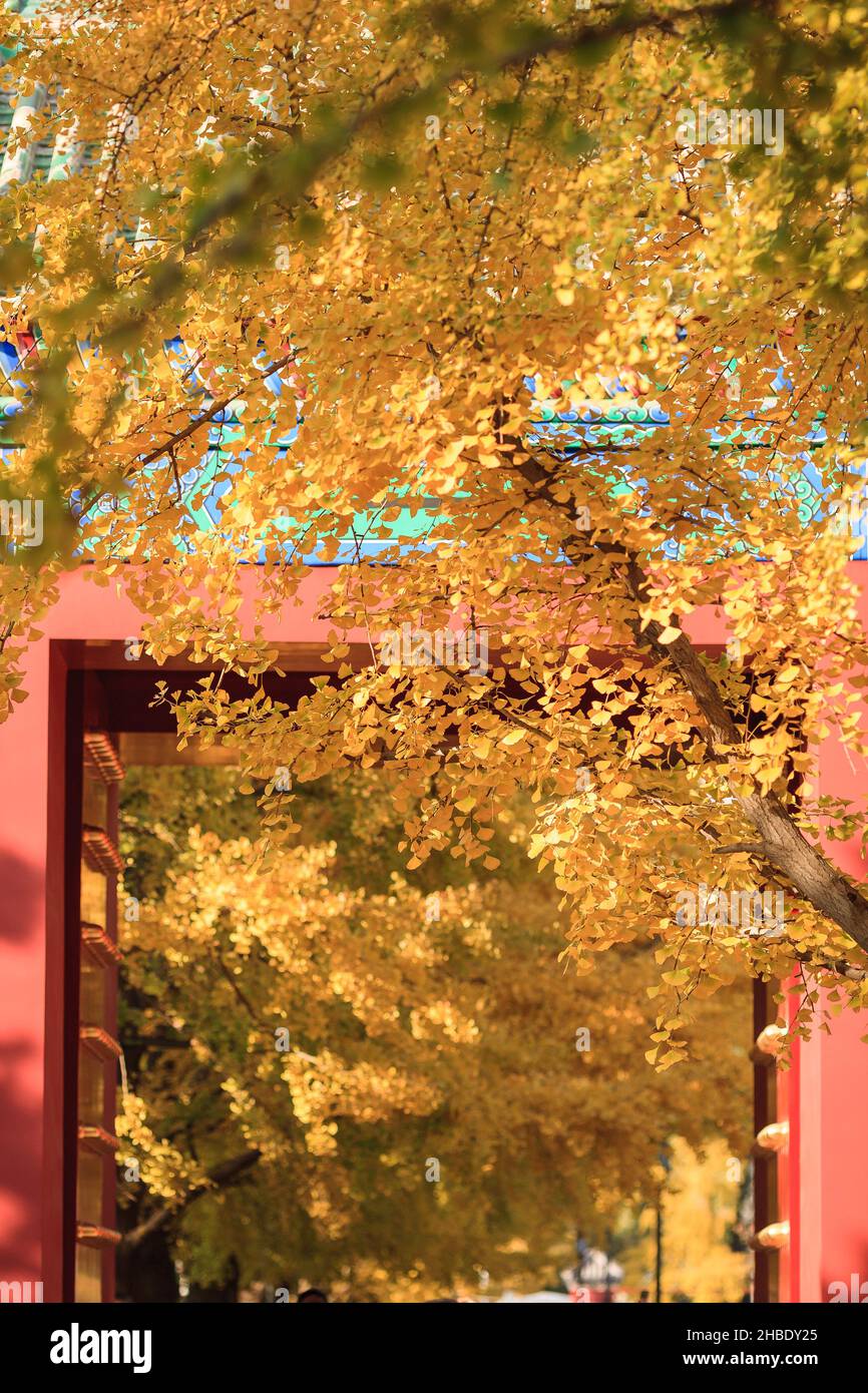 Beijing autumn ditan park view beautiful fall Stock Photo - Alamy