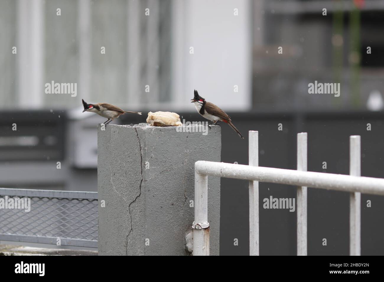 Bulbul conde bird hi-res stock photography and images - Alamy