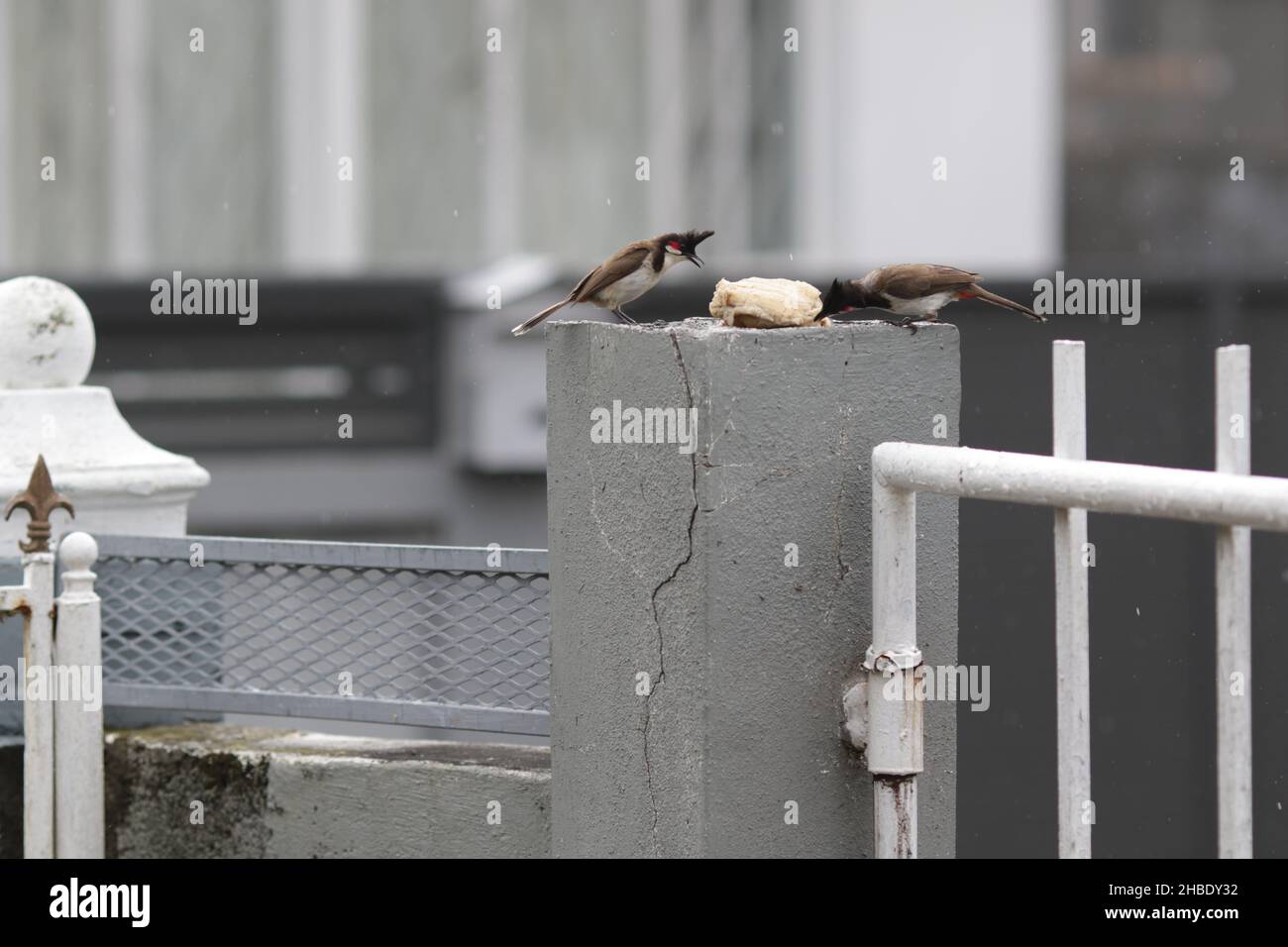 Il conde hi-res stock photography and images - Alamy