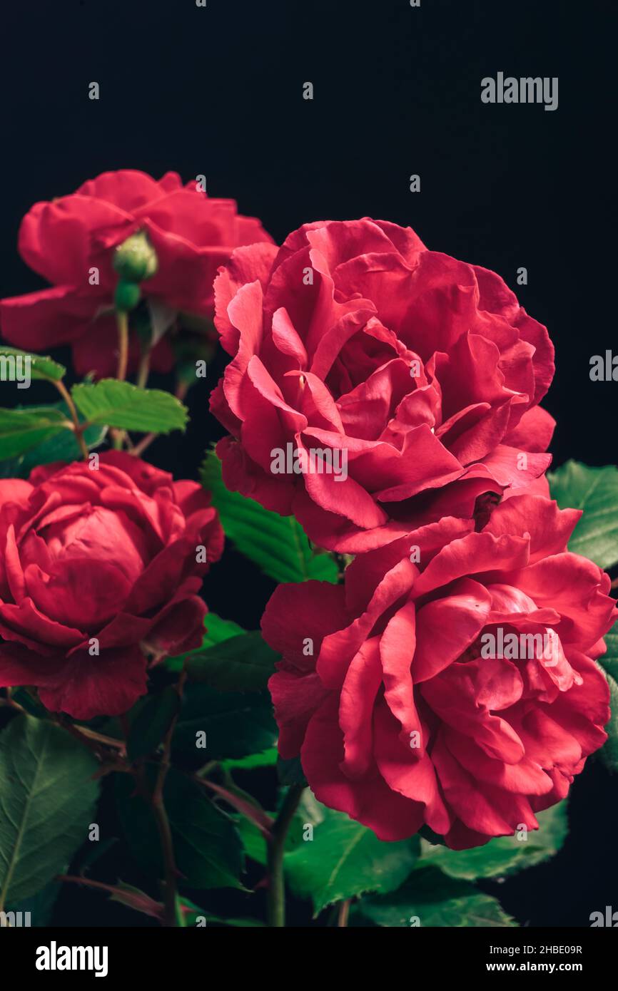 Rosesin hi-res stock photography and images - Alamy