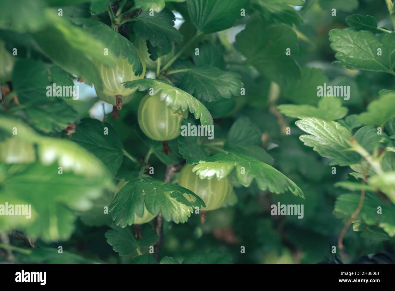 Close up of gooseberries on a gooseberry bush, on a farm. Background ...