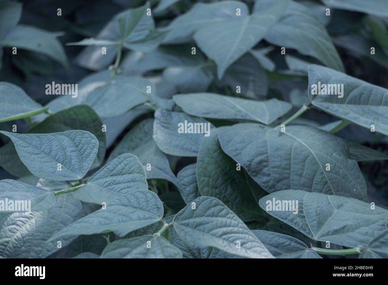 Beautiful fresh flowering beans leaf. Close up of a bush of green beans ...