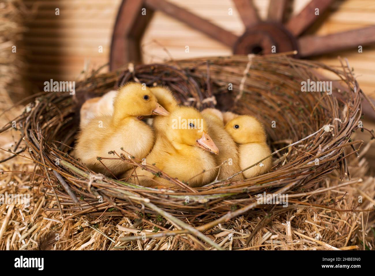 Girl strokes cute fluffy little Easter ducklings who sit in the nest ...
