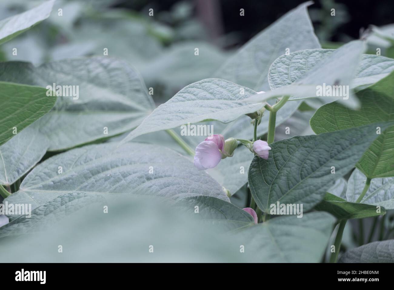 Beautiful fresh flowering beans leaf. Close up of a bush of green beans ...