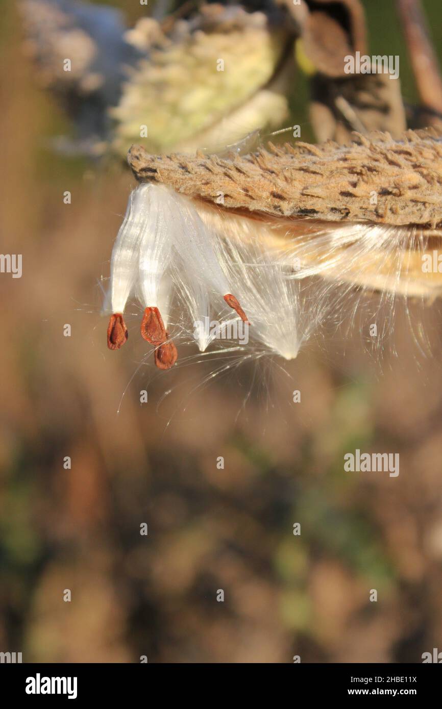 Authentic milk weed seed pods growing in the autumn sun Stock Photo - Alamy