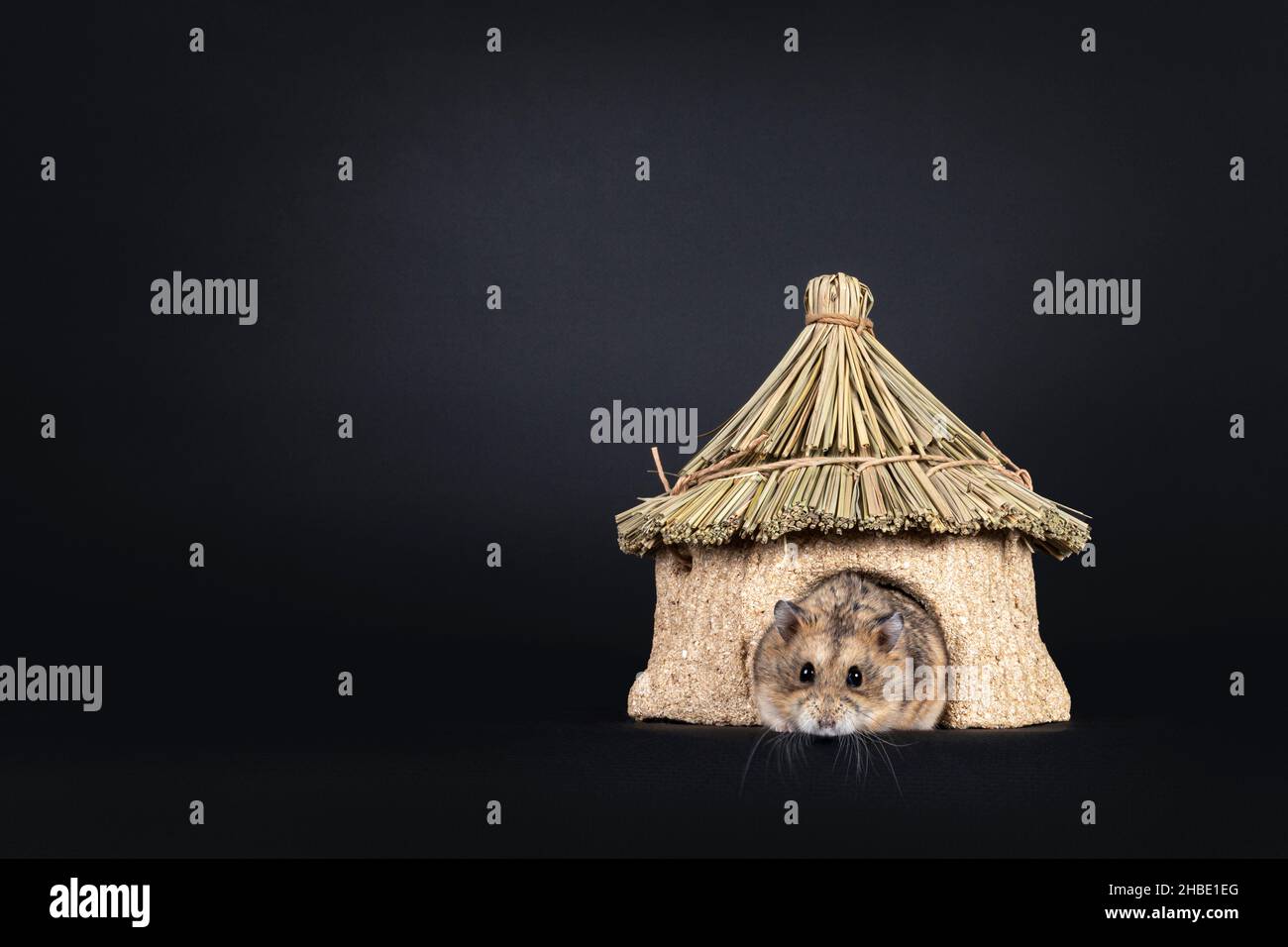 Hamsterscaping hi-res stock photography and images - Alamy