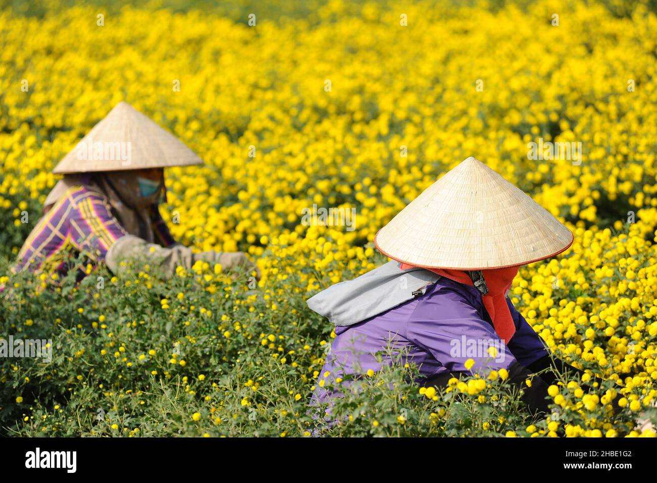 Daisy flower season Stock Photo - Alamy